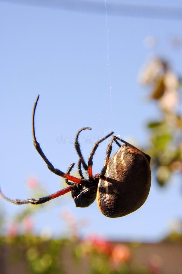 Spider silken Shadow stock photo. Image of light, suspended - 353828332