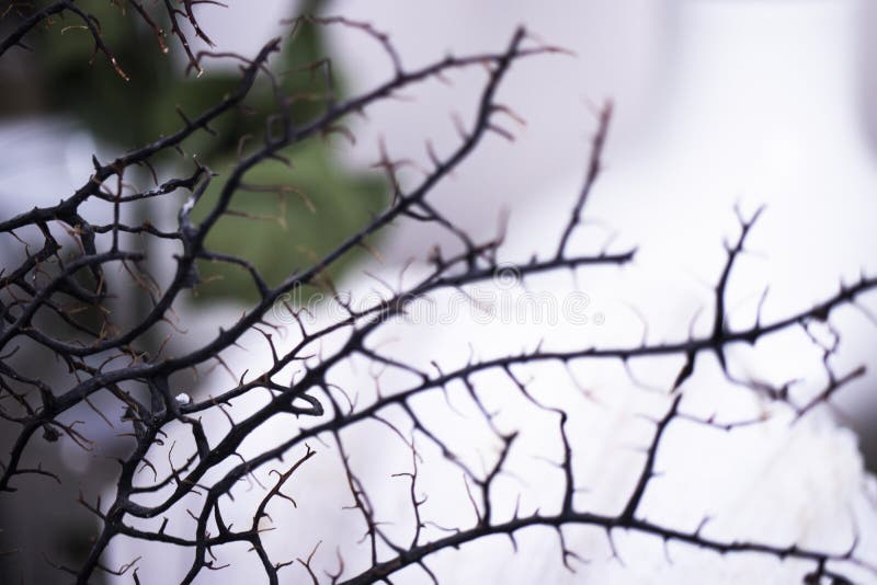 Dark and Spiky Shrub Texture. Tree Branches Close-up Stock Image ...