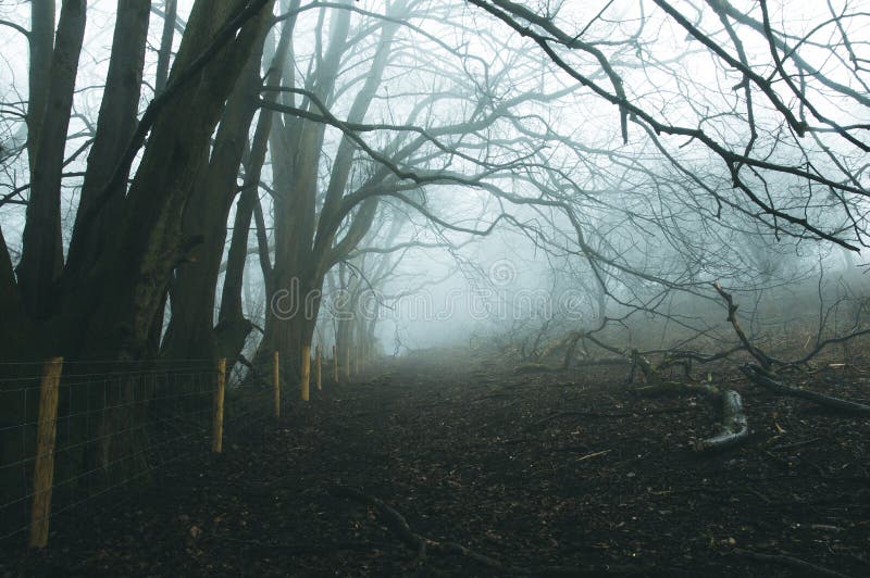 A Dark, Spooky Forest on a Cold Foggy Winters Day. with a Muted, Blue ...