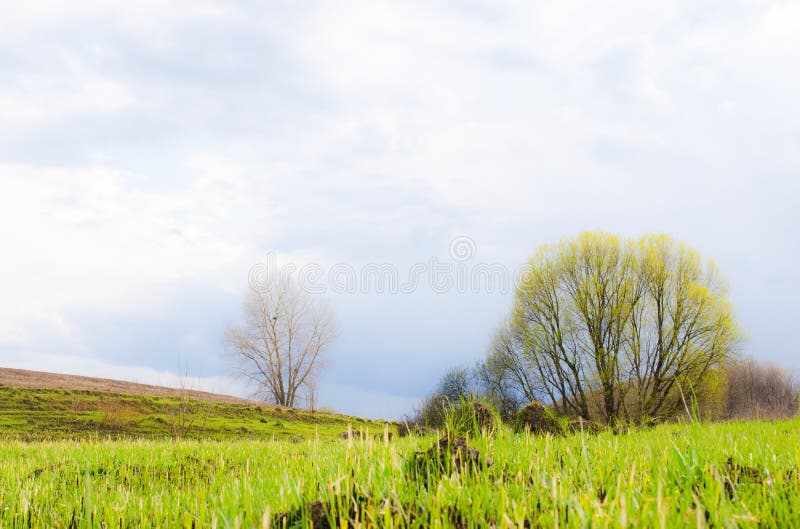 Dark Spring Field with Lonely Tree on it Stock Image - Image of fresh ...