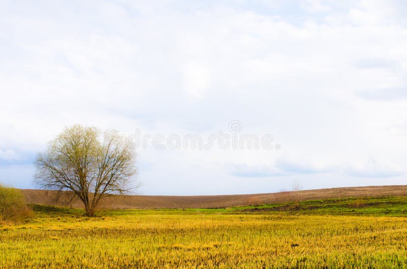 Dark Spring Field with Lonely Tree on it Stock Image - Image of fresh ...