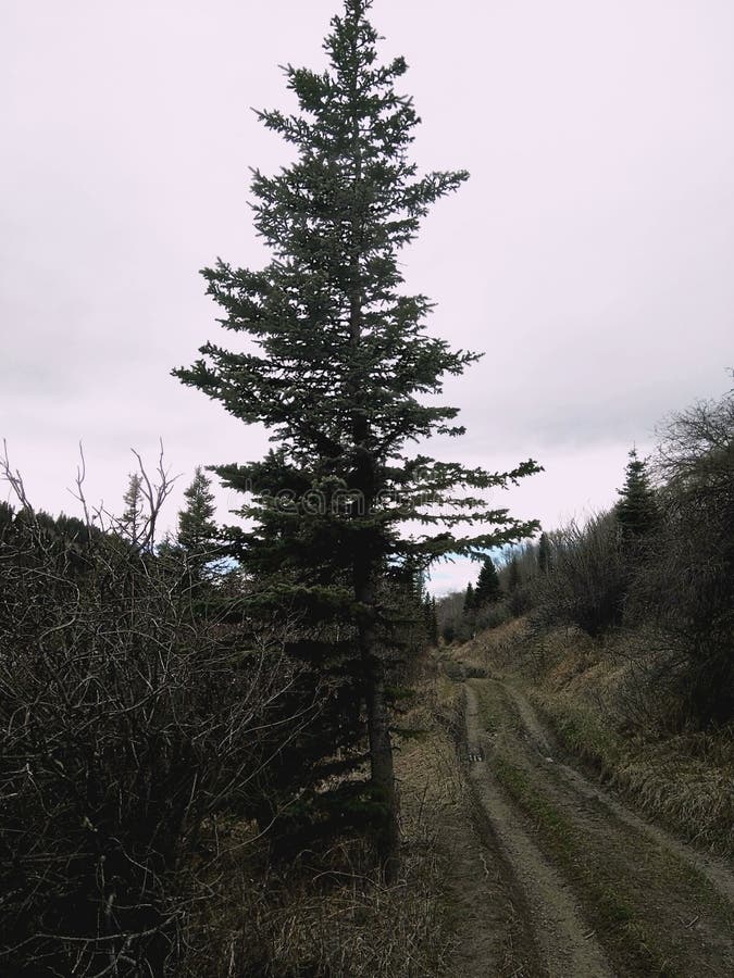A Dark Spruce Tree on Cloudy Horizon Stock Image - Image of autumn ...