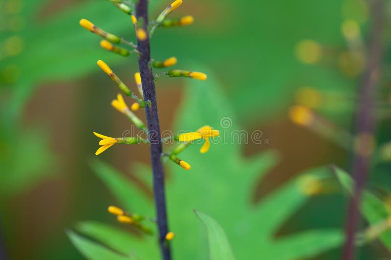Dark Stem with Ligularia Yellow Flower on Blur Background Stock Photo ...