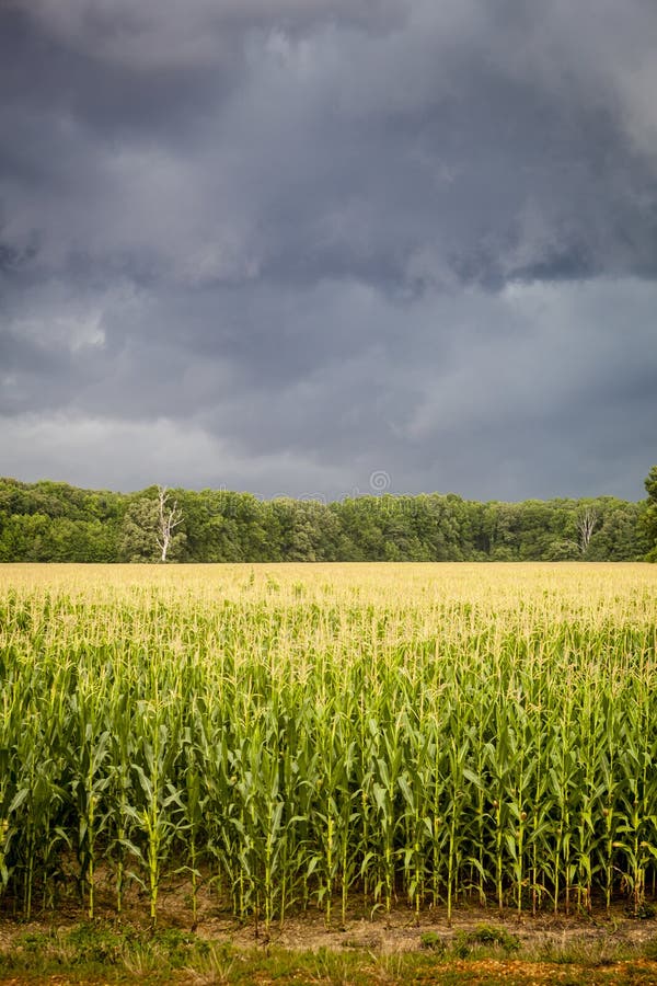 Storm in the corn field stock image. Image of windy, storm - 79125537