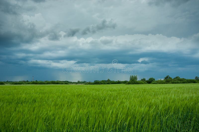 Dark Storm Clouds and Rain Over a Field with Green Grain Stock Photo ...