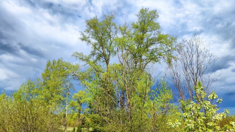 Dark, Stormy and Rainy Clouds Over Green Trees on a Spring or Summer ...