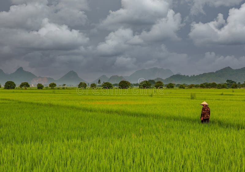 Dark Stormy Sky Over Rice Fields in Vietnam Stock Photo - Image of crop ...