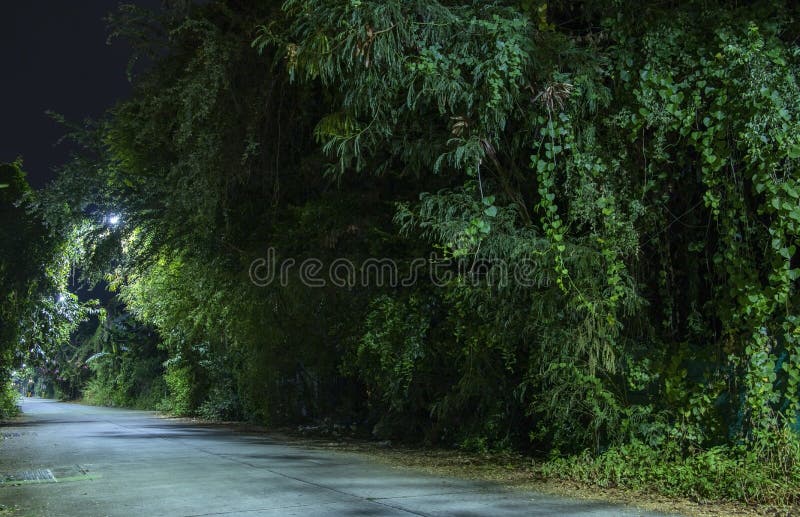 Dark street road stock photo. Image of street, night - 261613934