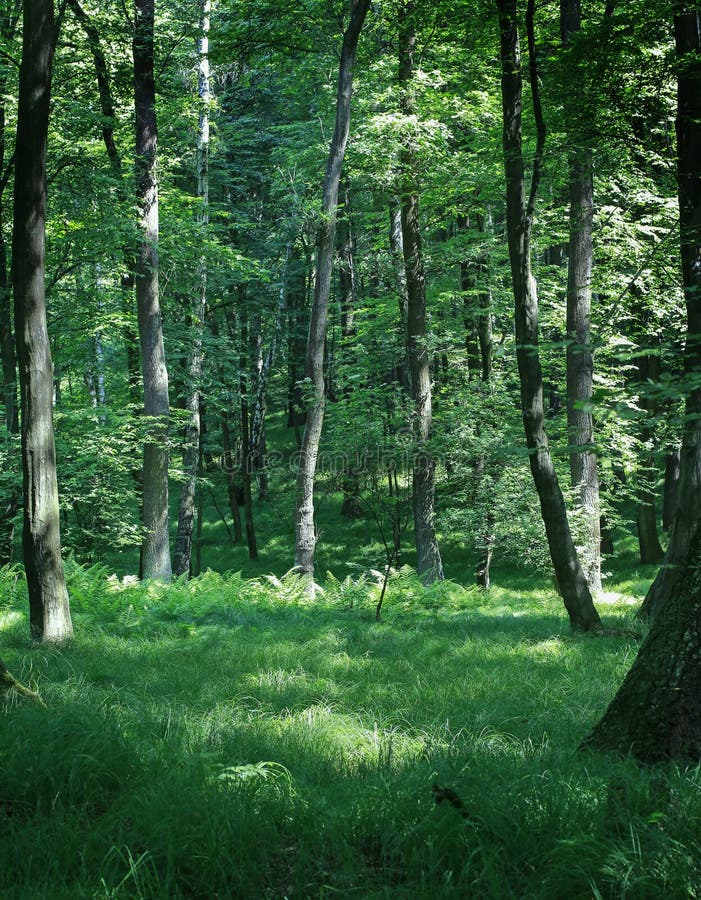Dark Summer Forest Background Stock Photo - Image of landscape, nature ...