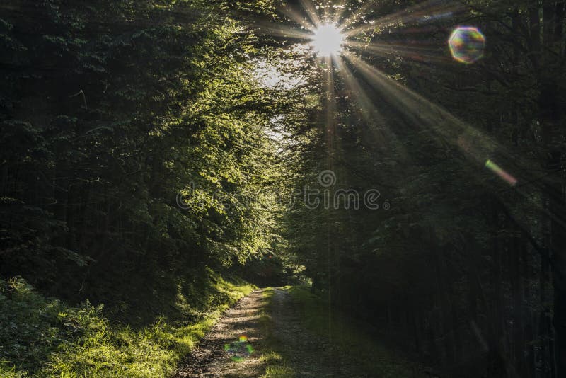 Dark sun on forest path stock photo. Image of branch - 93768264