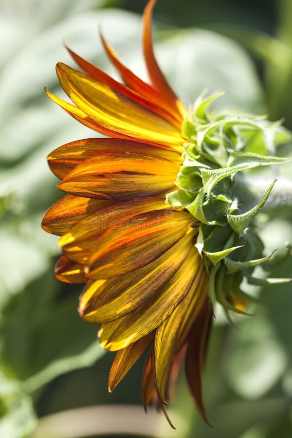 117 Sunflower Stigma Style Stock Photos - Free & Royalty-Free Stock ...