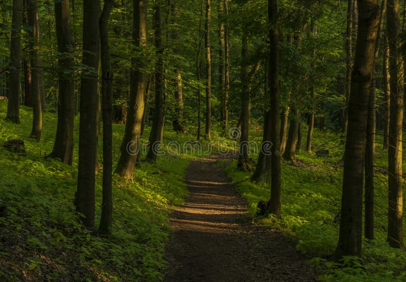 Path in spring forest stock photo. Image of czech, summer - 69061222