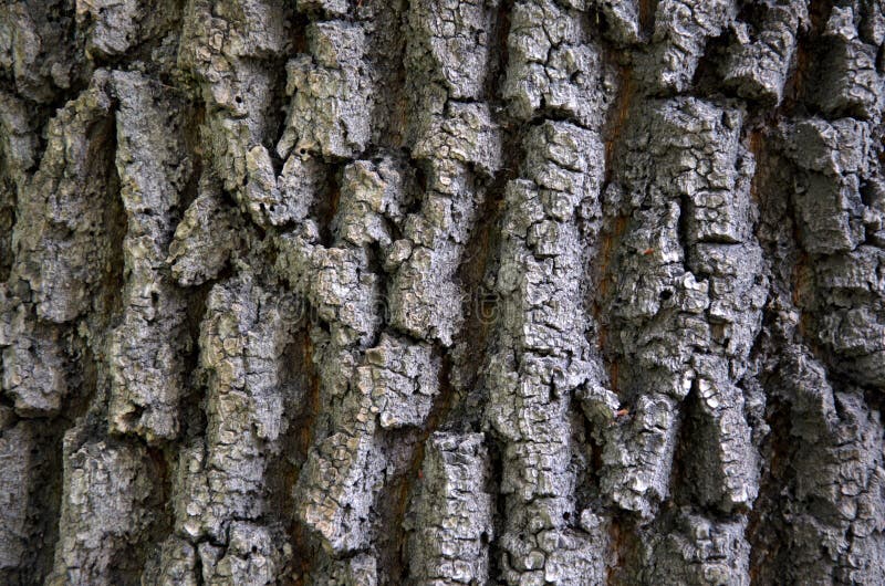 Sakura Bark Texture Stock Photos - Free & Royalty-Free Stock Photos ...