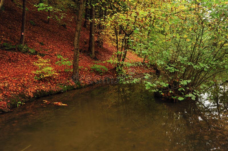 Dark swamp with trees stock image. Image of moss, landscape - 136152869