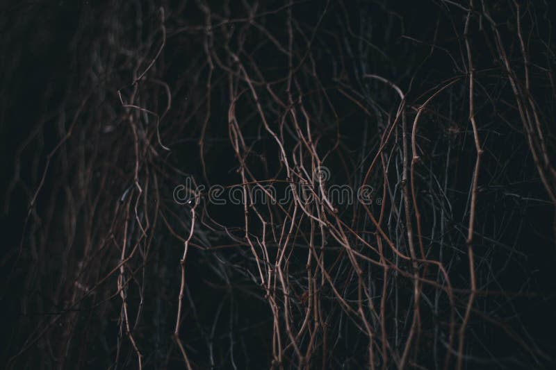 Dark Tangled Branches stock image. Image of darkness - 372626237