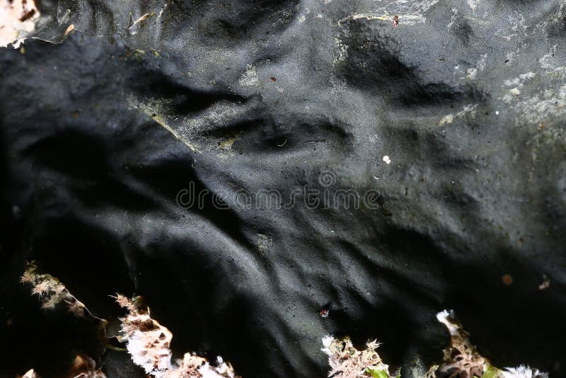 Dark texture of moss stock photo. Image of detail, cement - 55885418