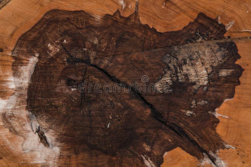 Dark Texture of an Old Apple Tree Cut Stock Image - Image of hard ...