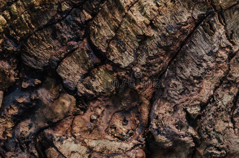 Dark Texture of an Old Ash Tree Stock Image - Image of closeup, rough ...