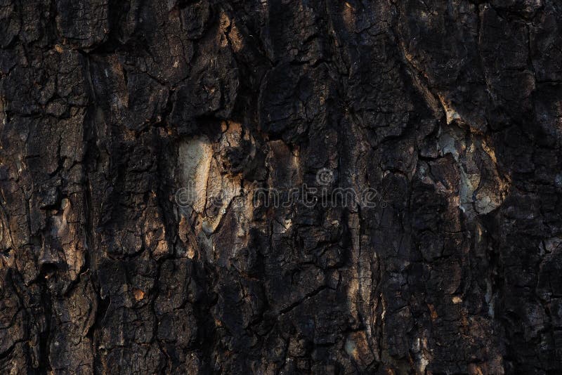 Dark Texture, Wood Background Stock Photo - Image of tree, closeup ...