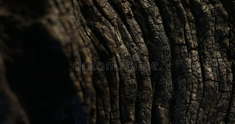 Dark Textured Tree Bark with Deep Grooves Stock Image - Image of ...