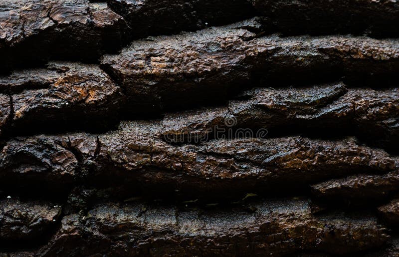 Dark Textured Tree Stem of a Tree, Brussels, Belgium Stock Photo ...