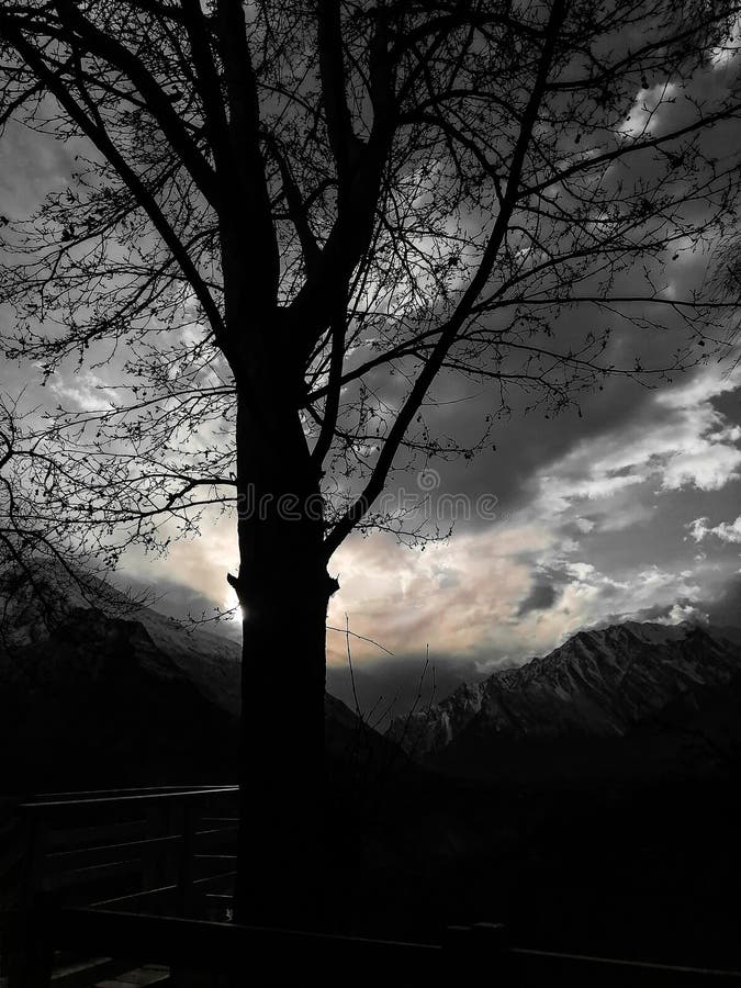 Dark Theme Tree stock image. Image of pakistan, tree - 169779025
