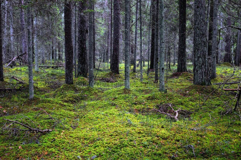 Dark Thicket stock image. Image of country, long, evergreen - 22326979