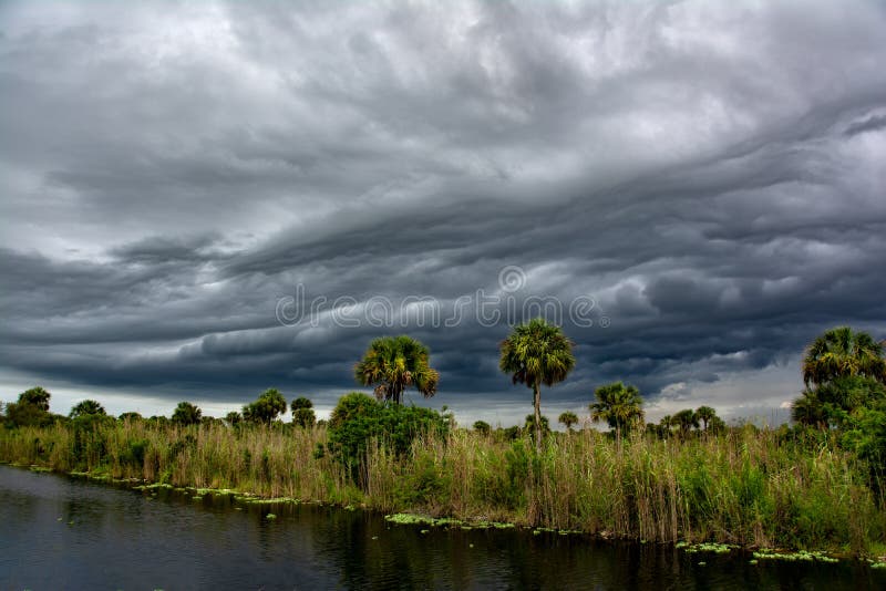 Florida swamp stock image. Image of nature, south, florida - 1198515