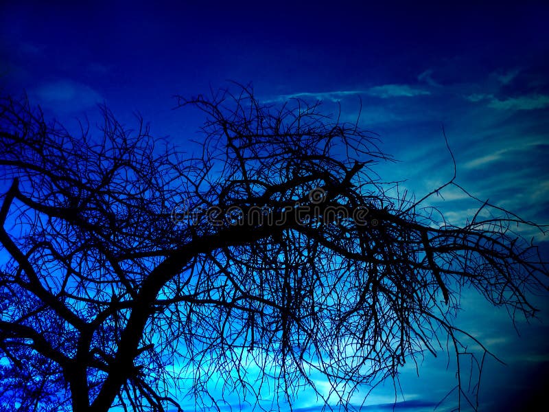 Dark Tree stock photo. Image of picturesque, shades, colours - 6796920