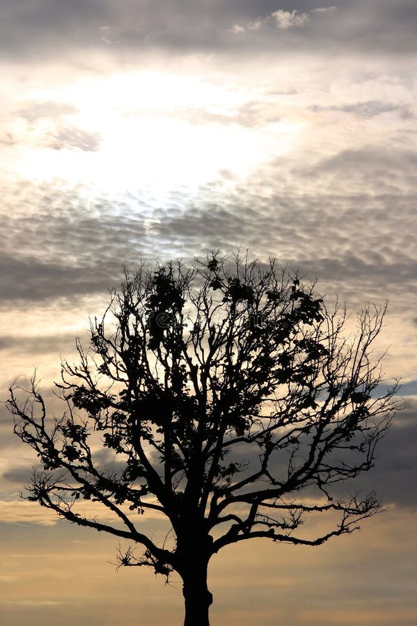 A Tree in Backlight Sunset stock photo. Image of asia - 22387040