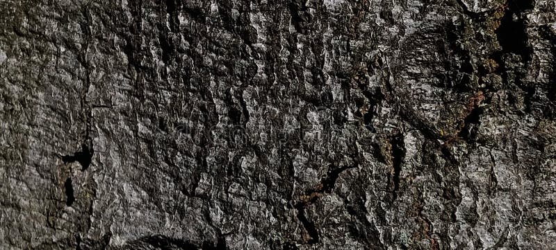 Dark tree bark closeup stock image. Image of dark, abstract - 230110135