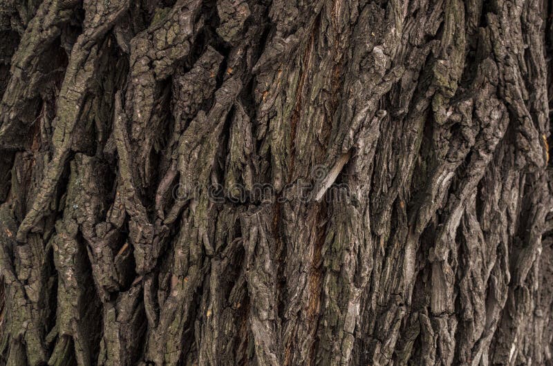 Dark tree bark texture stock image. Image of timber, grey - 89339871