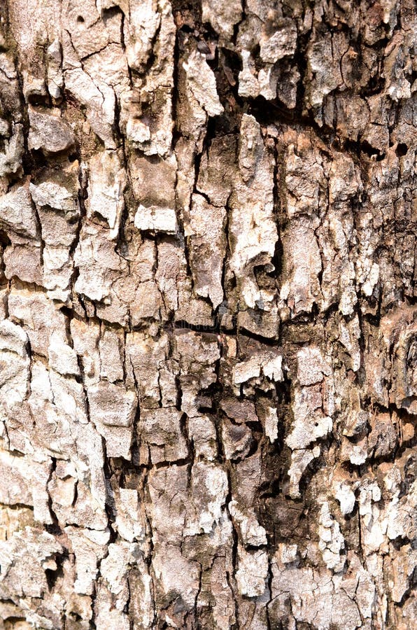 Dark Tree Bark Texture with Strong Veins. Stock Photo - Image of light ...