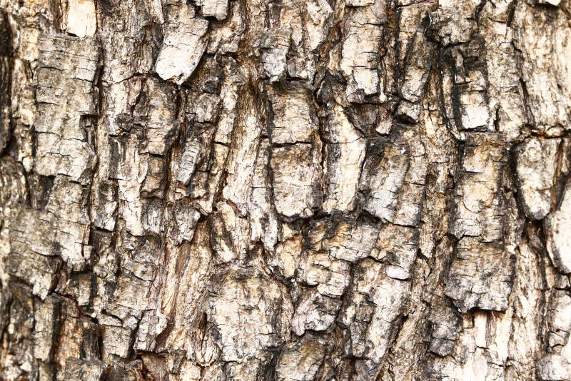 Dark tree bark texture stock image. Image of bark, tree - 112370293