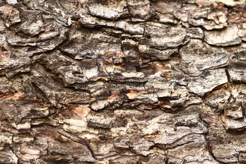 Dark tree bark texture stock image. Image of detail - 112371157