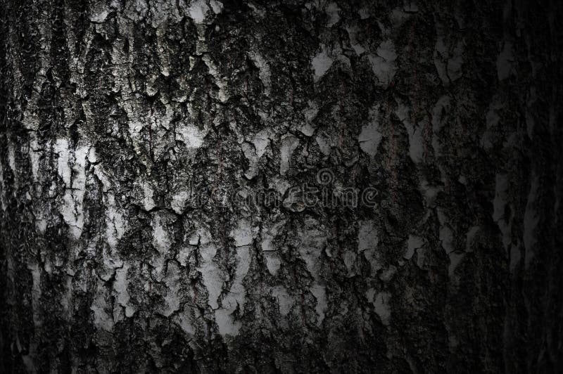 Dark tree bark texture stock image. Image of background - 66596897