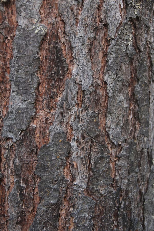 Dark Tree Bark Texture. stock photo. Image of forest - 45677006