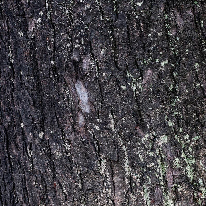Dark Forest Tree Bark Texture. Wood Bark Background Stock Image - Image ...
