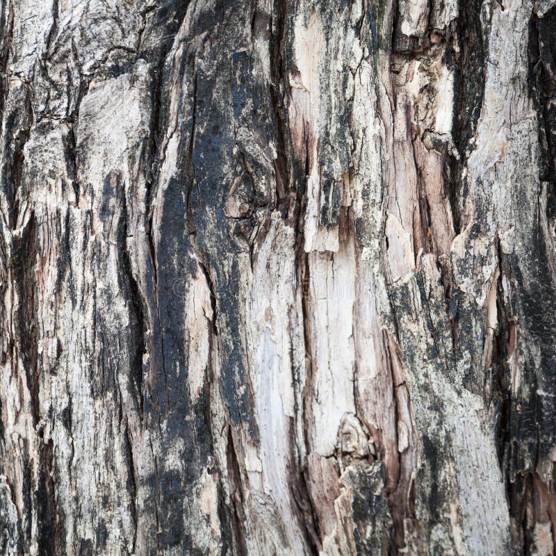 Dark tree bark stock image. Image of timber, trunk, natural - 56505105