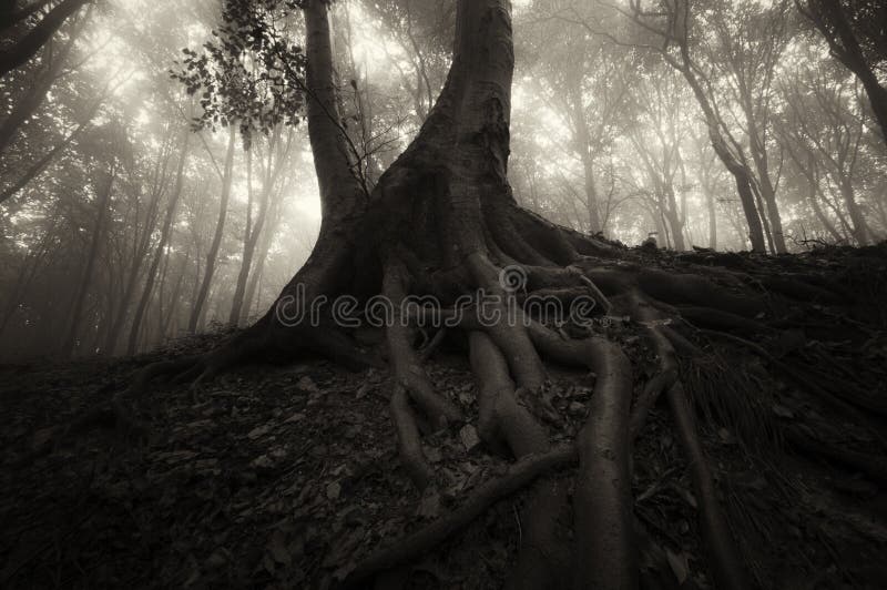 Dark Tree with Big Roots in Mysterious Forest on Halloween Stock Photo ...