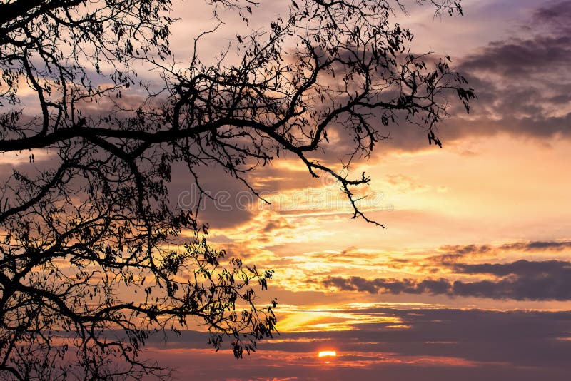 Dark Tree Branch on a Background of Dramatic Sky during Sunset Stock ...