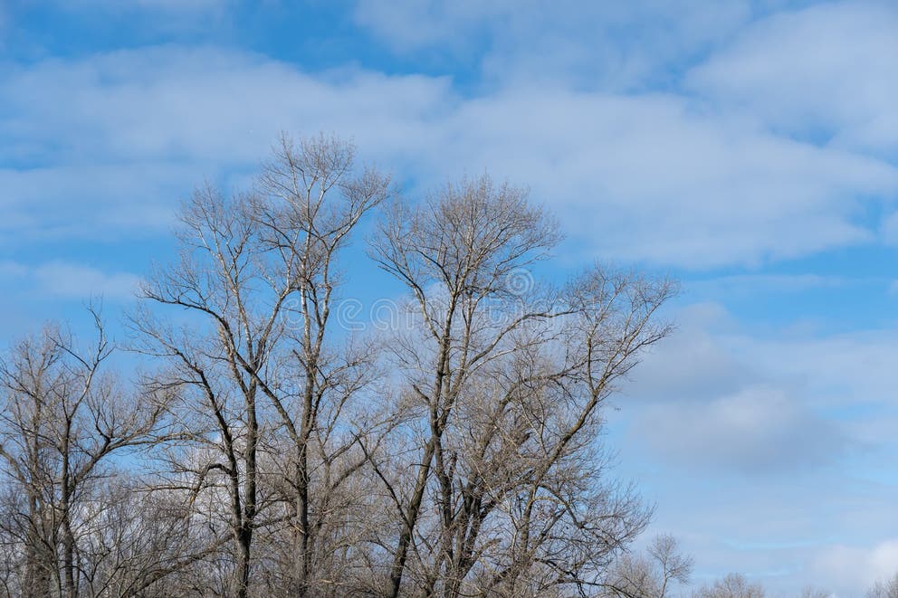 Dark Tree Branches in Blue Sky Background and White Clouds. Stock Photo ...