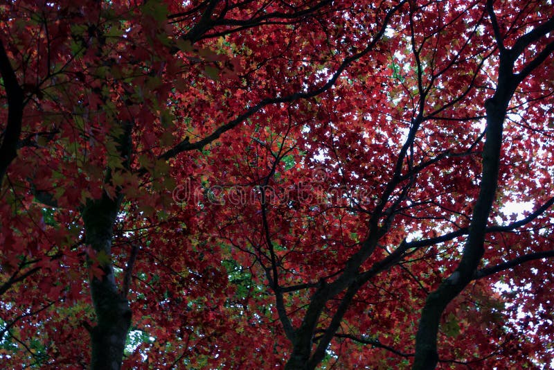 Dark Tree Branches and Red Autumnal Leaves Stock Photo - Image of ...