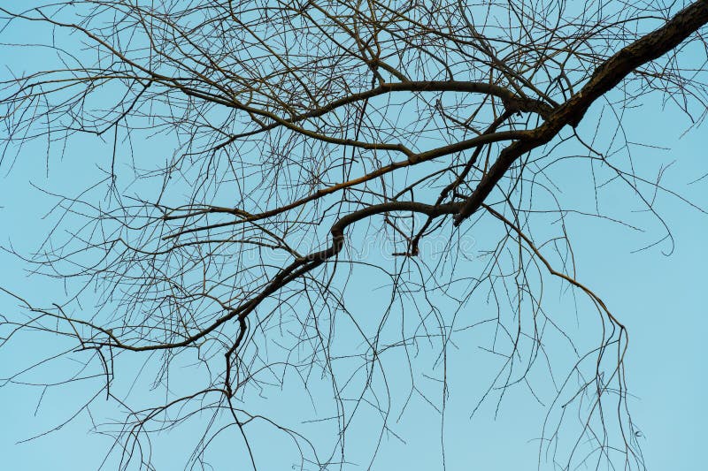 Dark Tree Branches. Turquoise Sky Background Stock Photo - Image of ...