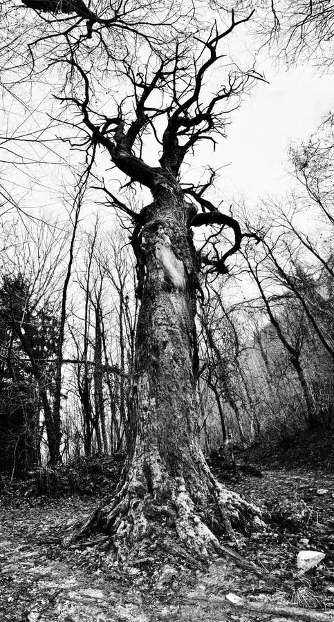 Dark tree BW stock image. Image of dark, forest, magical - 98848779