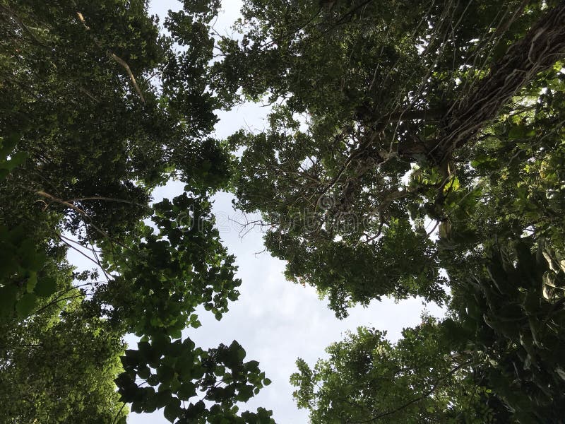 To the sky stock photo. Image of canopies, dark, tree - 111388048