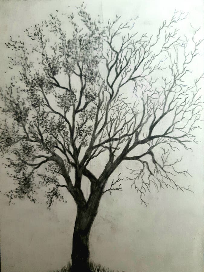 A Dark Tree, Half Dry and Half Full of Leaves Stock Image - Image of ...