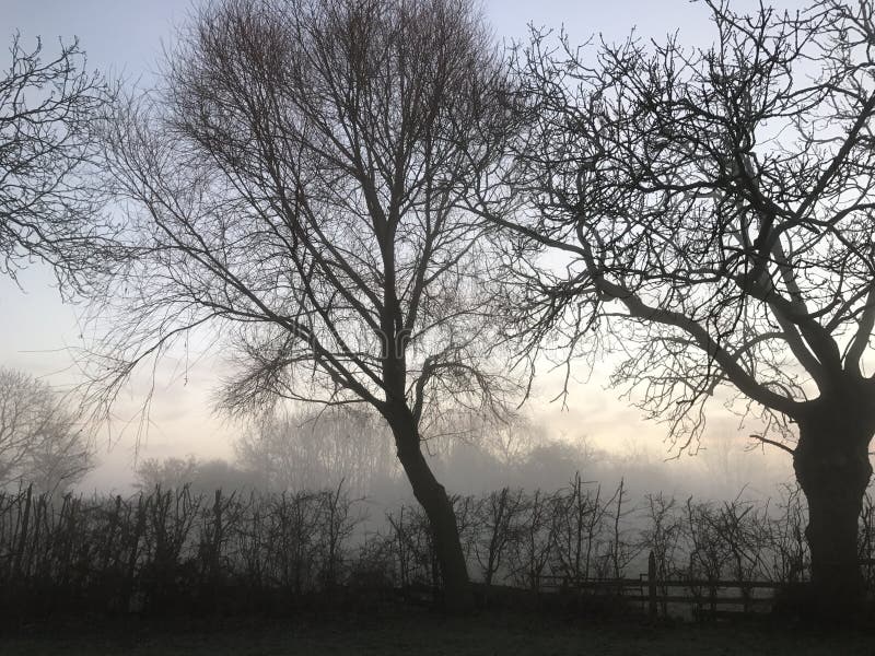 Dark Tree Line on a Misty Morning Stock Photo - Image of tree, hedges ...