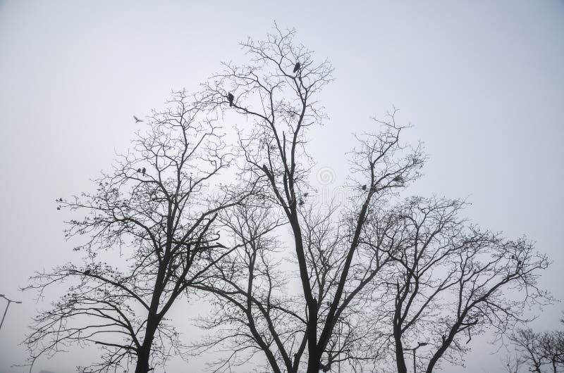 Dark Tree Silhouette with Flock of Crows Sitting on the Branch a Winter ...