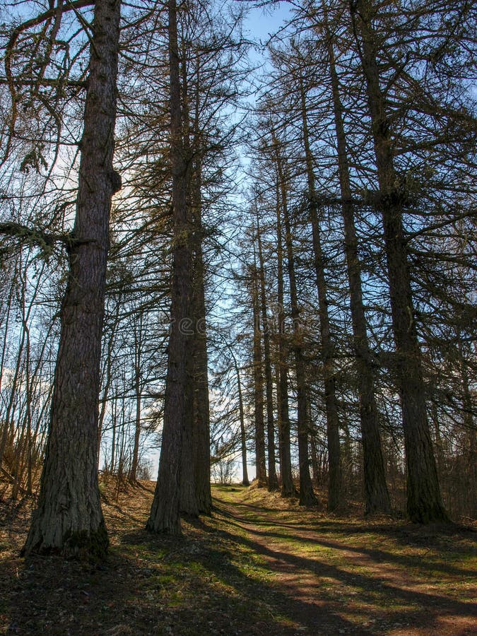 Dark Tree Silhouettes in the Backlight Stock Image - Image of landscape ...